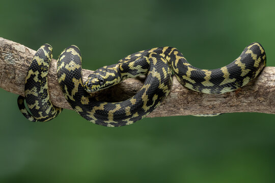 Chondropython Images – Browse 4,411 Stock Photos, Vectors, and Video ...