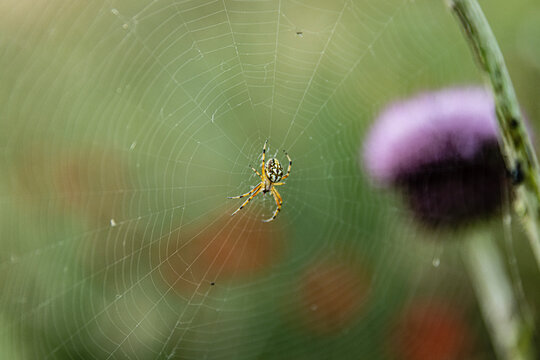 "Corn Spider"-Bilder: Stock-Fotos & -Videos. | Adobe Stock