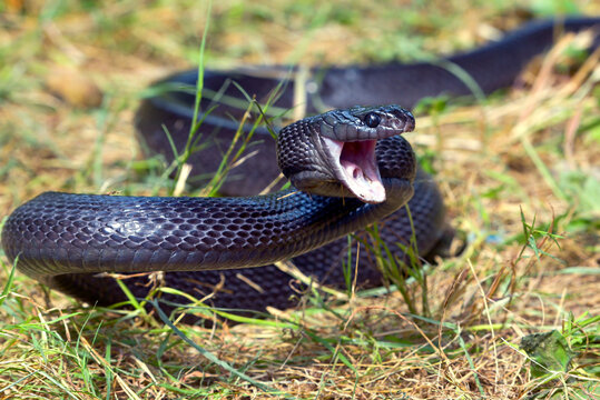 "Snake Attack" Images – Browse 3,296 Stock Photos, Vectors, and Video ...