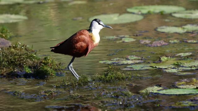 "African Jacana" - Images et vidéos libres de droits | Adobe Stock