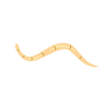 "Intestinal Worms" Images – Browse 461 Stock Photos, Vectors, and Video ...