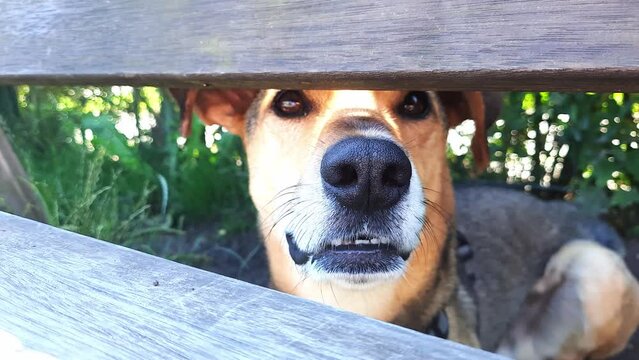 "Speaking Animal" Images – Browse 1,386 Stock Photos, Vectors, and ...
