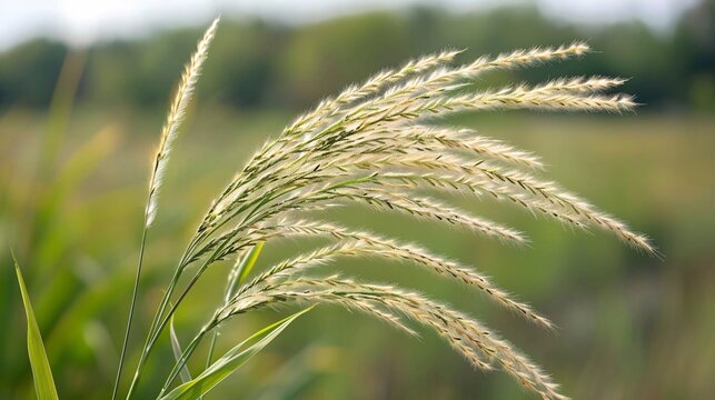Johnson Grass Images – Browse 667 Stock Photos, Vectors, and Video ...