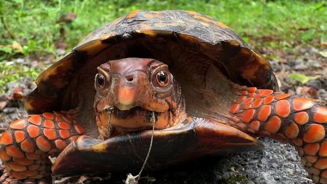 "Box Turtle" Images – Browse 3,427 Stock Photos, Vectors, and Video ...