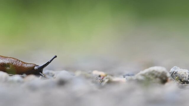 "Brown Slug" Images – Browse 135 Stock Photos, Vectors, and Video ...
