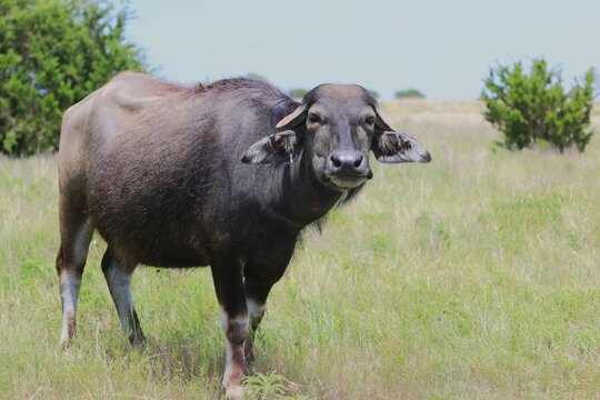 "Water Ox"-Bilder: Stock-Fotos & -Videos. | Adobe Stock
