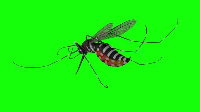 รูปภาพAedes – เลือกดูภาพถ่ายสต็อก เวกเตอร์ และวิดีโอ19,068 | Adobe Stock