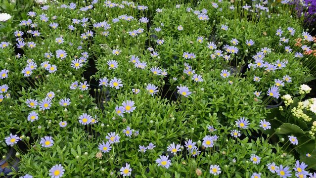 "Daisy Bush" Images – Browse 1,633 Stock Photos, Vectors, and Video ...