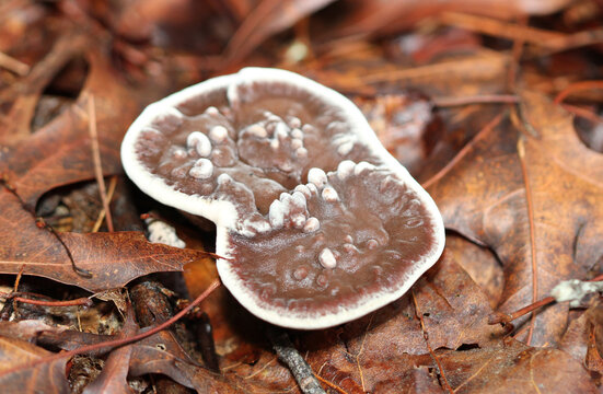 Hydnellum Images – Browse 169 Stock Photos, Vectors, and Video | Adobe ...