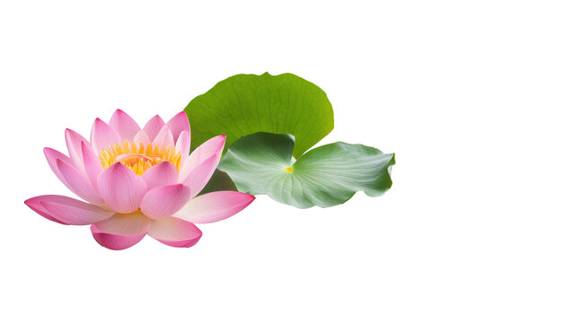 "Symbol Of Purity" Images – Browse 641 Stock Photos, Vectors, and Video ...