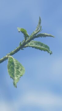 "Stunted Growth" Images – Browse 819 Stock Photos, Vectors, and Video ...