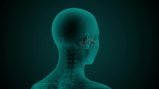 "Anatomically Correct" Images – Browse 1,244 Stock Photos, Vectors, and ...