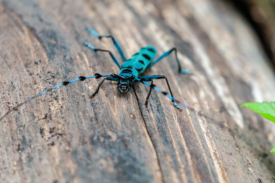 "Aerial Insect Net" Images – Browse 18,155 Stock Photos, Vectors, and ...