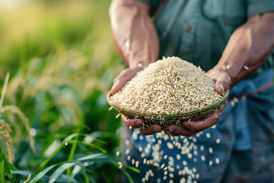 "Rice Background" Images – Browse 602 Stock Photos, Vectors, and Video ...