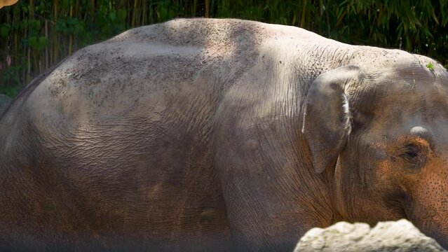 Elephant On Back Images – Browse 6,144 Stock Photos, Vectors, and Video ...