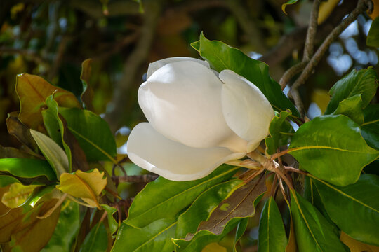 "Magnolia Grandiflora" Images – Browse 4,259 Stock Photos, Vectors, and ...