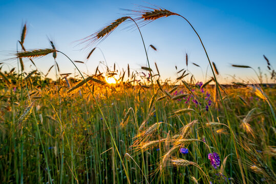 「Gerstenfeld」の写真素材 | 3,918件の無料イラスト画像 | Adobe Stock