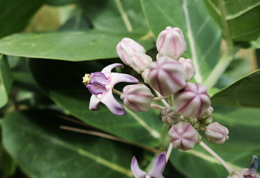 Calotropis Gigantea"」の写真素材 | 2,246件の無料イラスト画像 | Adobe Stock