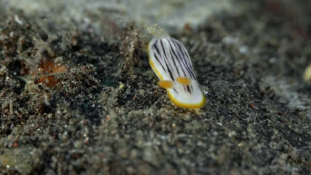 Rhinophores Images – Browse 918 Stock Photos, Vectors, and Video ...