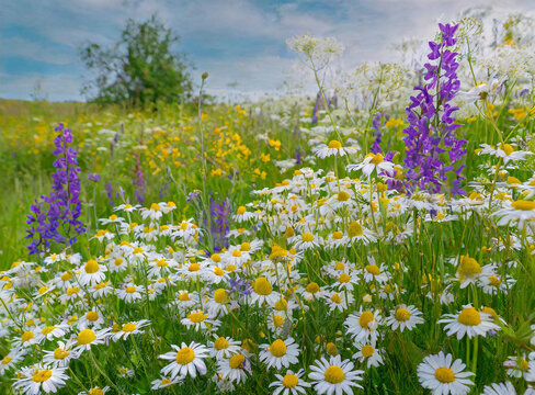 "Meadow Flowers" Images – Browse 24,752 Stock Photos, Vectors, and ...