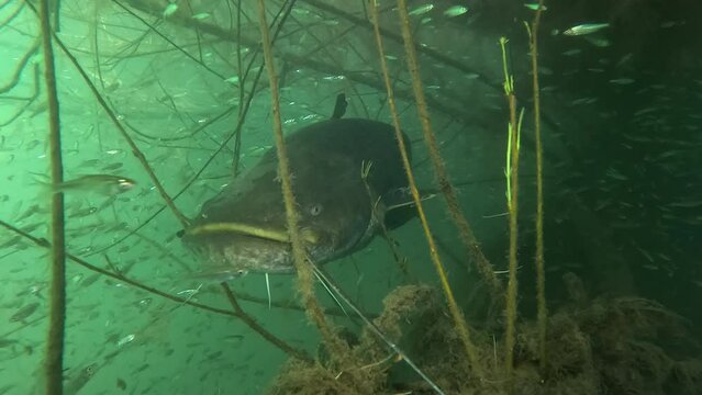 "Mekong Giant Catfish" Images – Browse 502 Stock Photos, Vectors, and ...