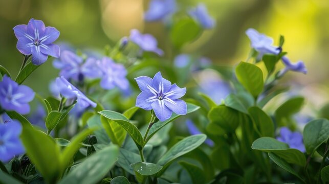 "Creeping Myrtle"-Bilder: Stock-Fotos & -Videos. | Adobe Stock