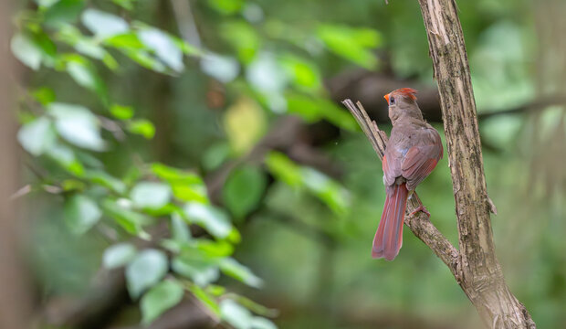 "Female Cardinal" Images – Browse 525 Stock Photos, Vectors, and Video ...