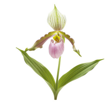 Lady-Slipper Images – Browse 4,287 Stock Photos, Vectors, and Video ...