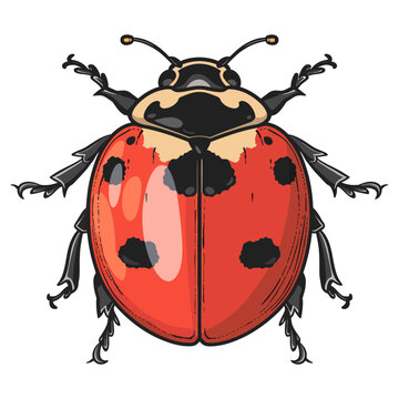 Beetle Images – Browse 128,465 Stock Photos, Vectors, and Video | Adobe ...
