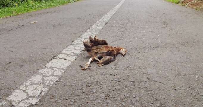 "Road Kill" - Images et vidéos libres de droits | Adobe Stock