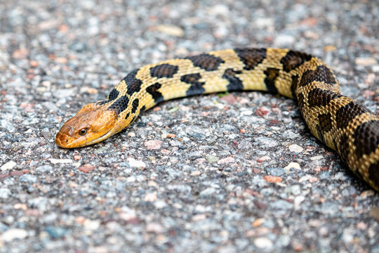 "Fox Snake" Images – Browse 91 Stock Photos, Vectors, and Video | Adobe ...