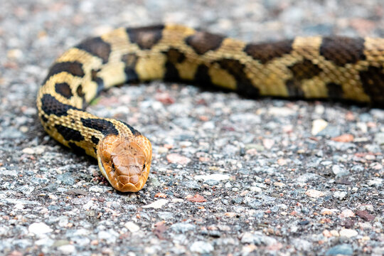 "Fox Snake" Images – Browse 91 Stock Photos, Vectors, and Video | Adobe ...