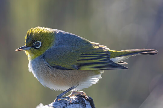 "Zosterops Lateralis" Images – Browse 897 Stock Photos, Vectors, and ...