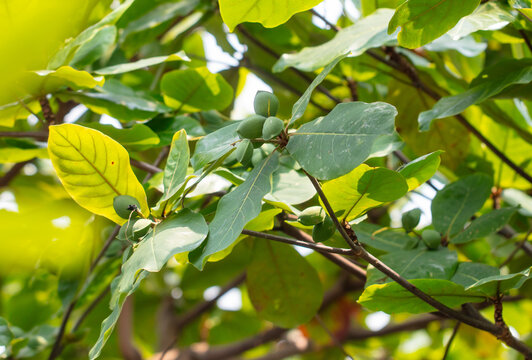 "Bengal Almond"-Bilder: Stock-Fotos & -Videos. | Adobe Stock