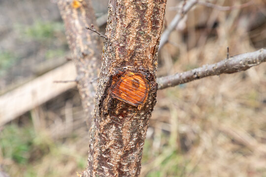 รูปภาพTree-Wound – เลือกดูภาพถ่ายสต็อก เวกเตอร์ และวิดีโอ67 | Adobe Stock
