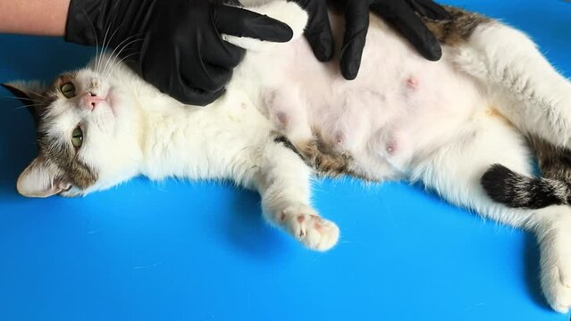 Mammaries Images – Browse 22,222 Stock Photos, Vectors, and Video ...