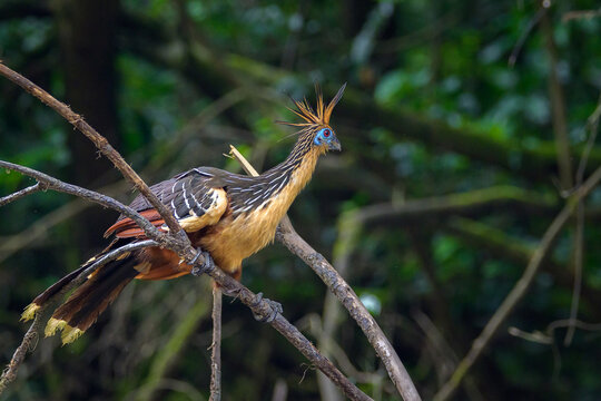 "Canje Pheasant" Images – Browse 2,710 Stock Photos, Vectors, and Video ...