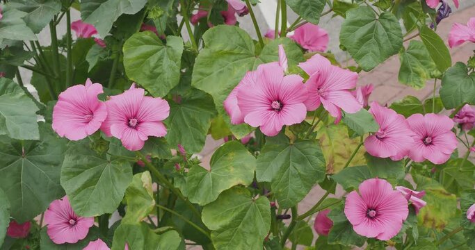 "Tree Mallow" Images – Browse 671 Stock Photos, Vectors, and Video ...