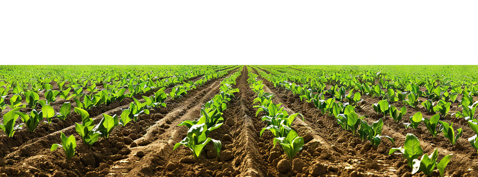 Crop Images – Browse 7,056,315 Stock Photos, Vectors, and Video | Adobe ...