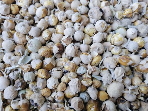 Pansar Images – Browse 5 Stock Photos, Vectors, and Video | Adobe Stock