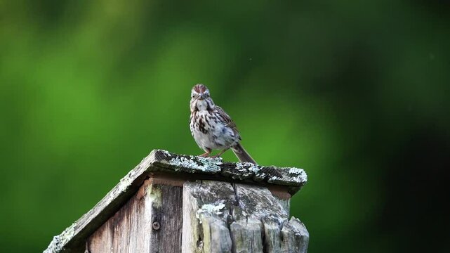 "Song Sparrow" Images – Browse 2,625 Stock Photos, Vectors, and Video ...