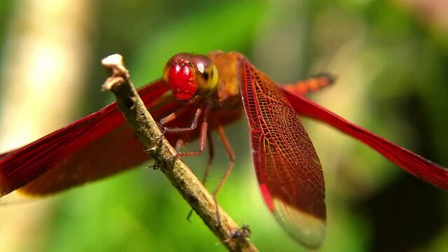 "Beautiful Dragonfly" Images – Browse 452 Stock Photos, Vectors, and ...