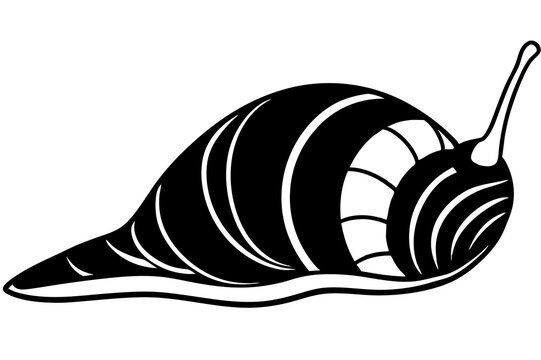 Imágenes de "Cone Snail": descubre bancos de fotos, ilustraciones ...