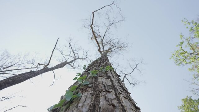 "Giant Tree" Images – Browse 3,836 Stock Photos, Vectors, and Video ...