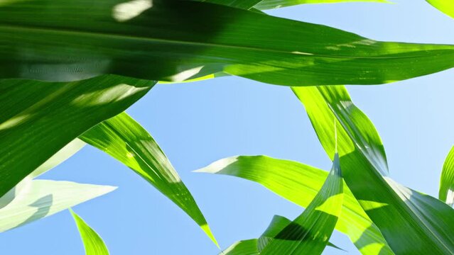 "Corn Leaves" Images – Browse 796 Stock Photos, Vectors, and Video ...