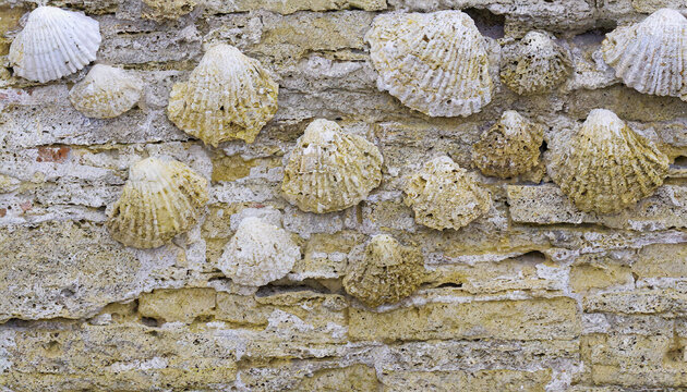 Coquina Rock"」の写真素材 | 5,583件の無料イラスト画像 | Adobe Stock