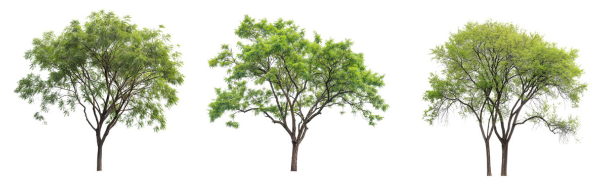 Eschenbaum-Bilder: Stock-Fotos & -Videos. | Adobe Stock