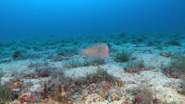 "Razor Fish" Images – Browse 366 Stock Photos, Vectors, and Video ...