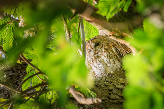 "Eigentliche Eulen" Images – Browse 543 Stock Photos, Vectors, and ...