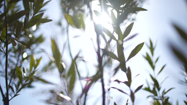 Leef Images – Browse 488 Stock Photos, Vectors, and Video | Adobe Stock